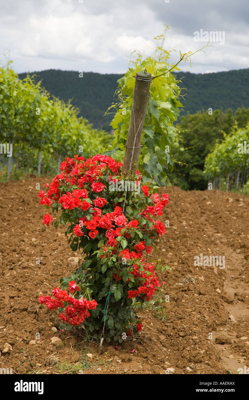 Italian wine growing & rows of Vines groves & roses, which are ...