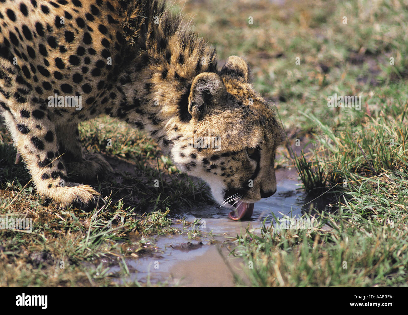 Cheetah drinking at a pool Masai Mara National Reserve Kenya East ...