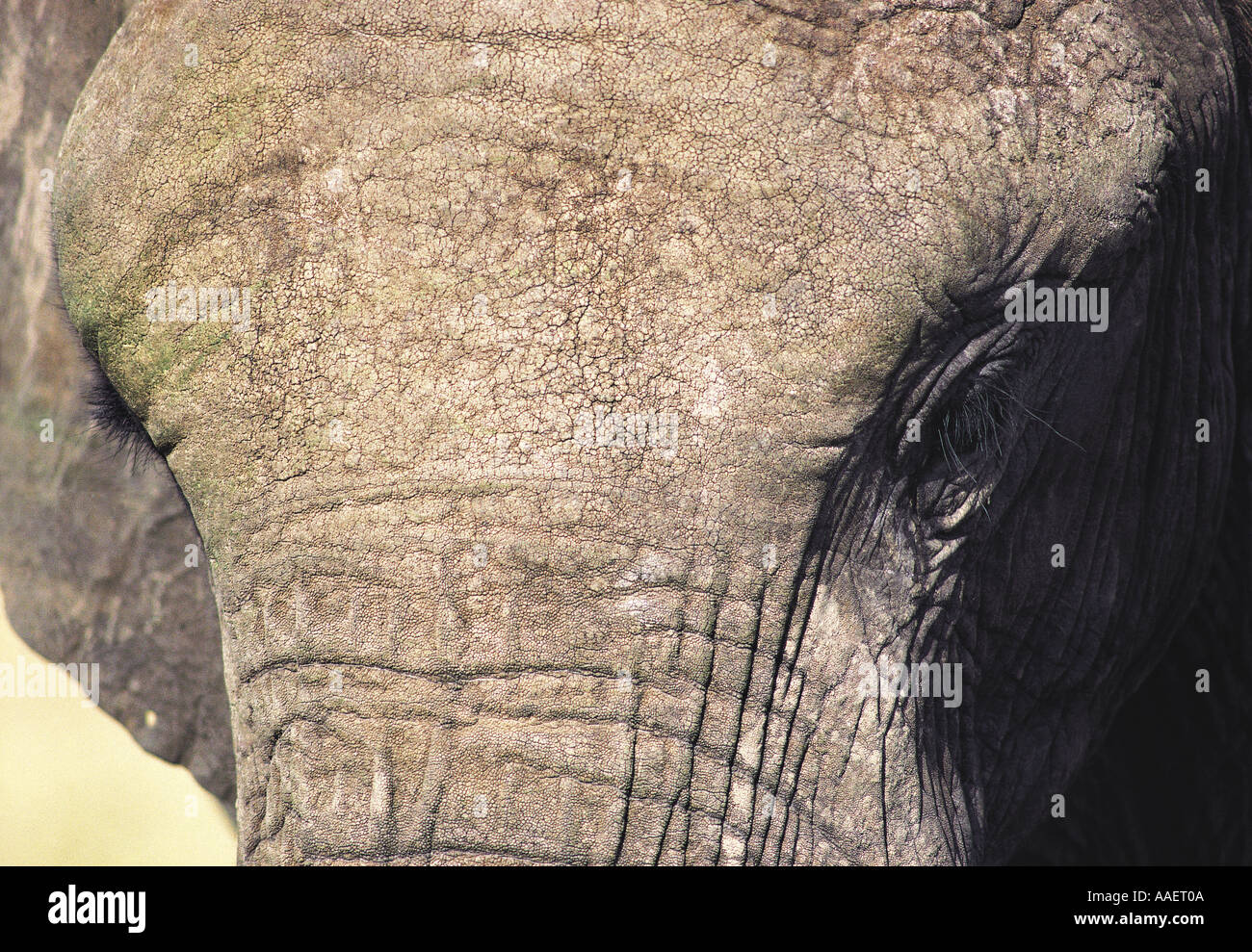Close up of elephant s forehead Masai Mara National Reserve Kenya East ...