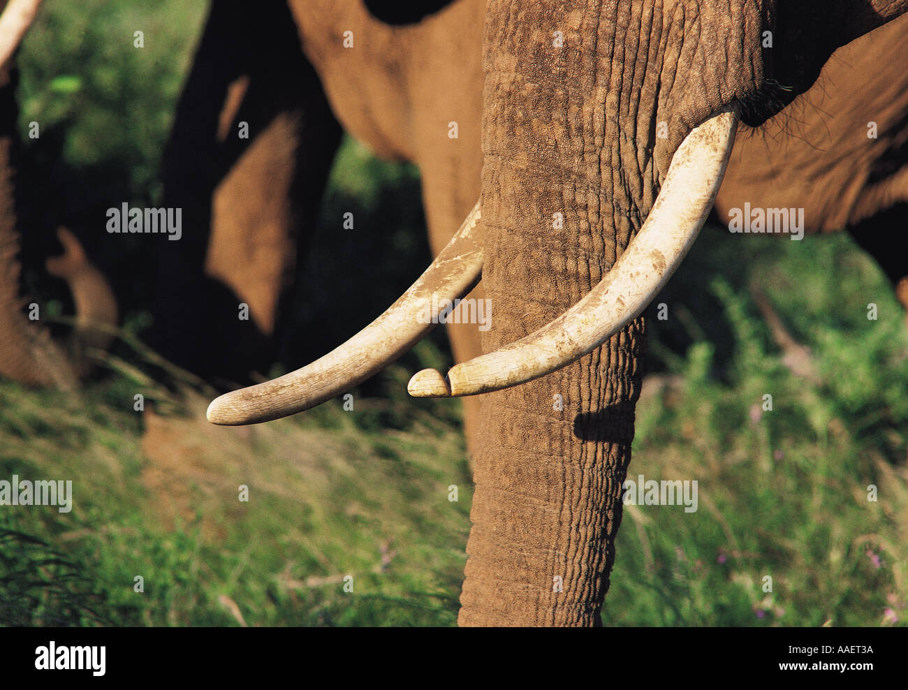 African elephant trunk end close up hi-res stock photography and images ...
