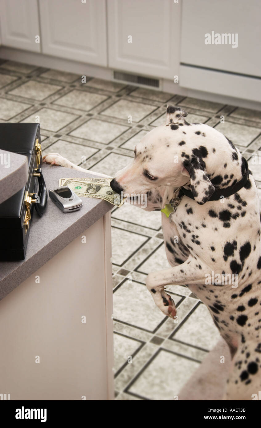 Dog taking money from counter Stock Photo - Alamy