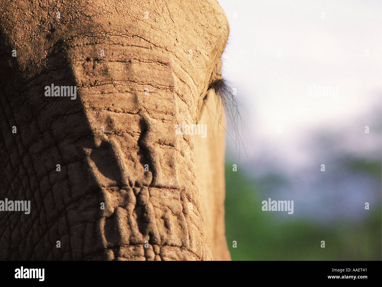 Close up detail of part of the face of an elephant showing the ...