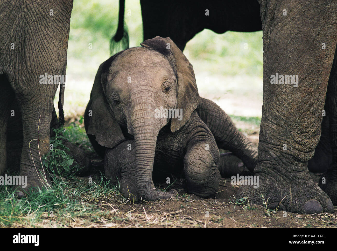 Baby elephant resting under the shade of its mother Samburu National ...