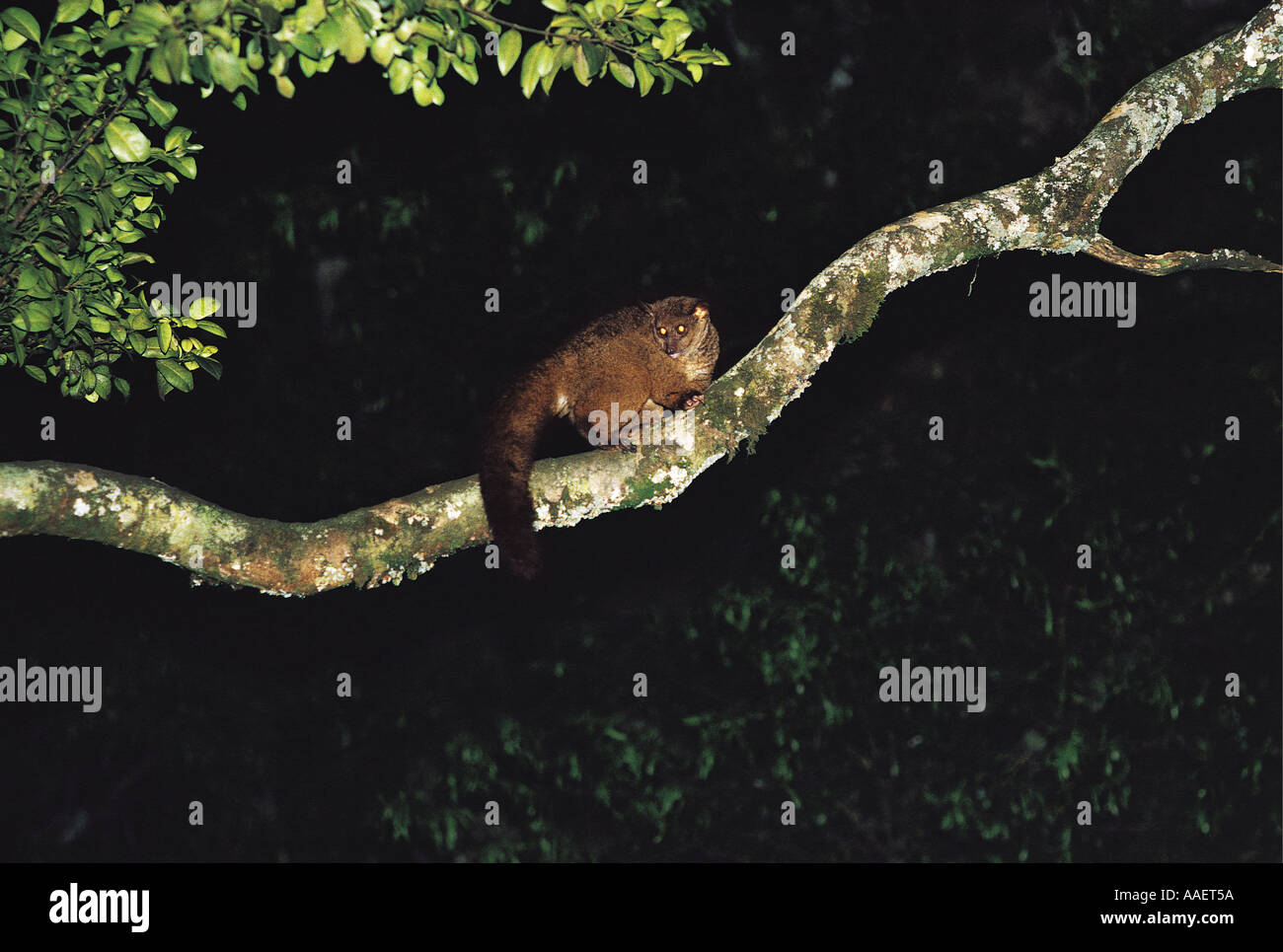 Greater Galago on branch of tree in the Aberdares National Park Kenya ...