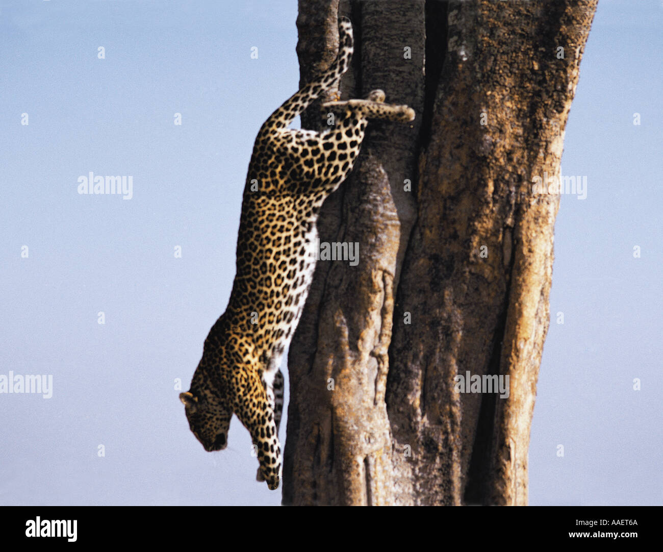 Leopard in tree hi-res stock photography and images - Alamy