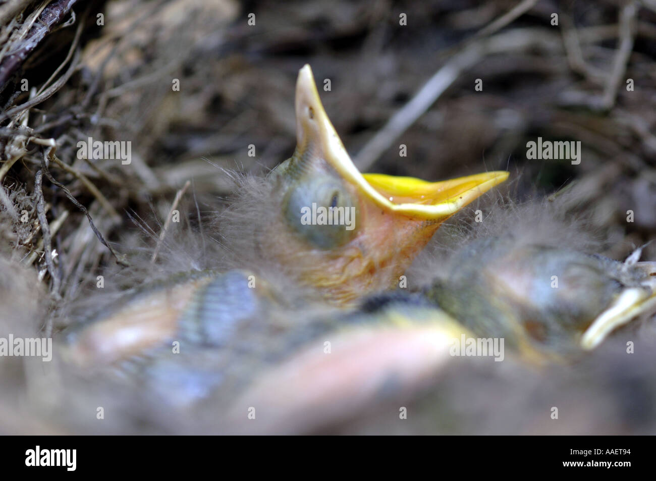 Blackbird chicks in nest hatched hi-res stock photography and images ...