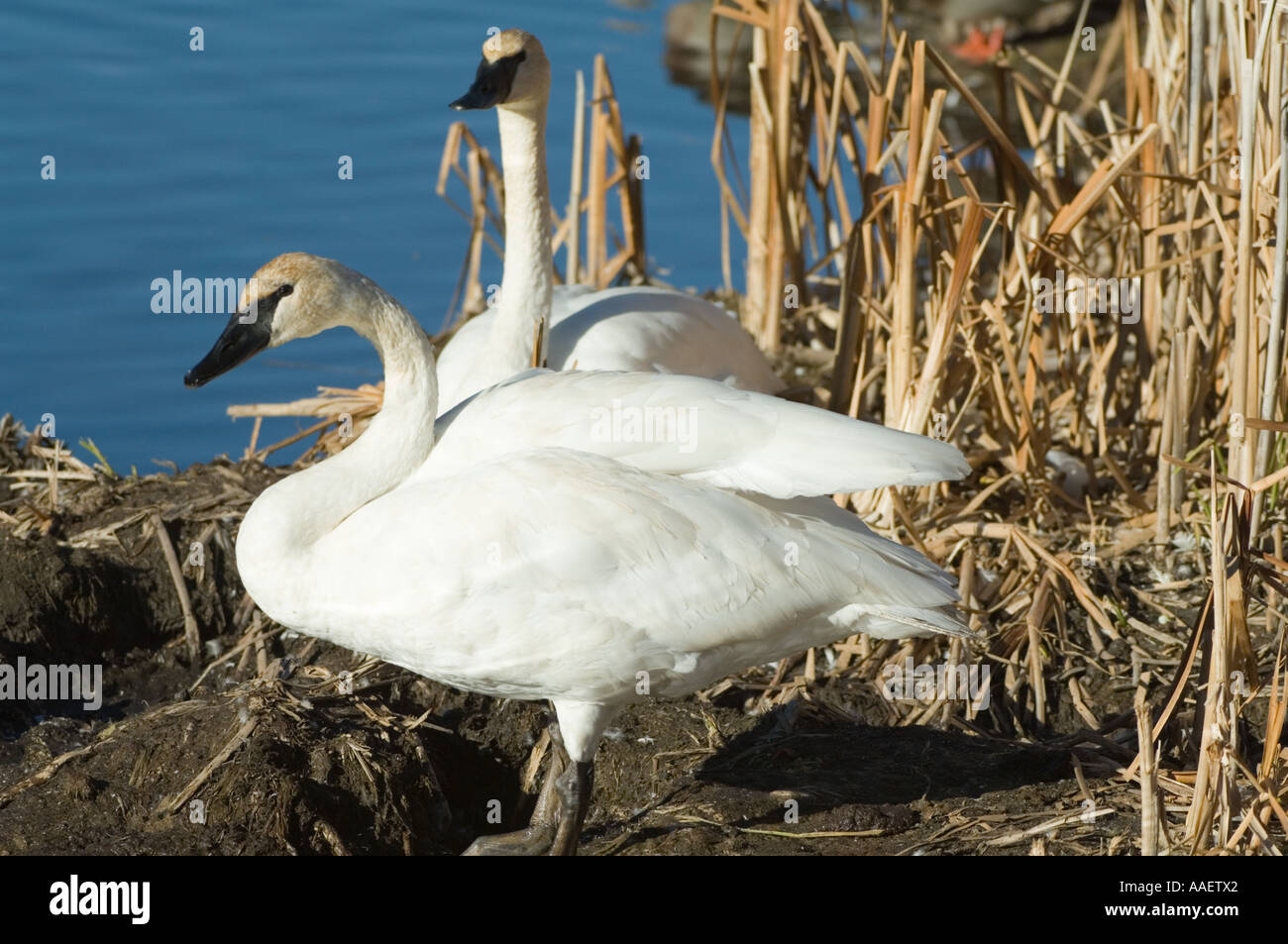 Native swans High Resolution Stock Photography and Images - Alamy