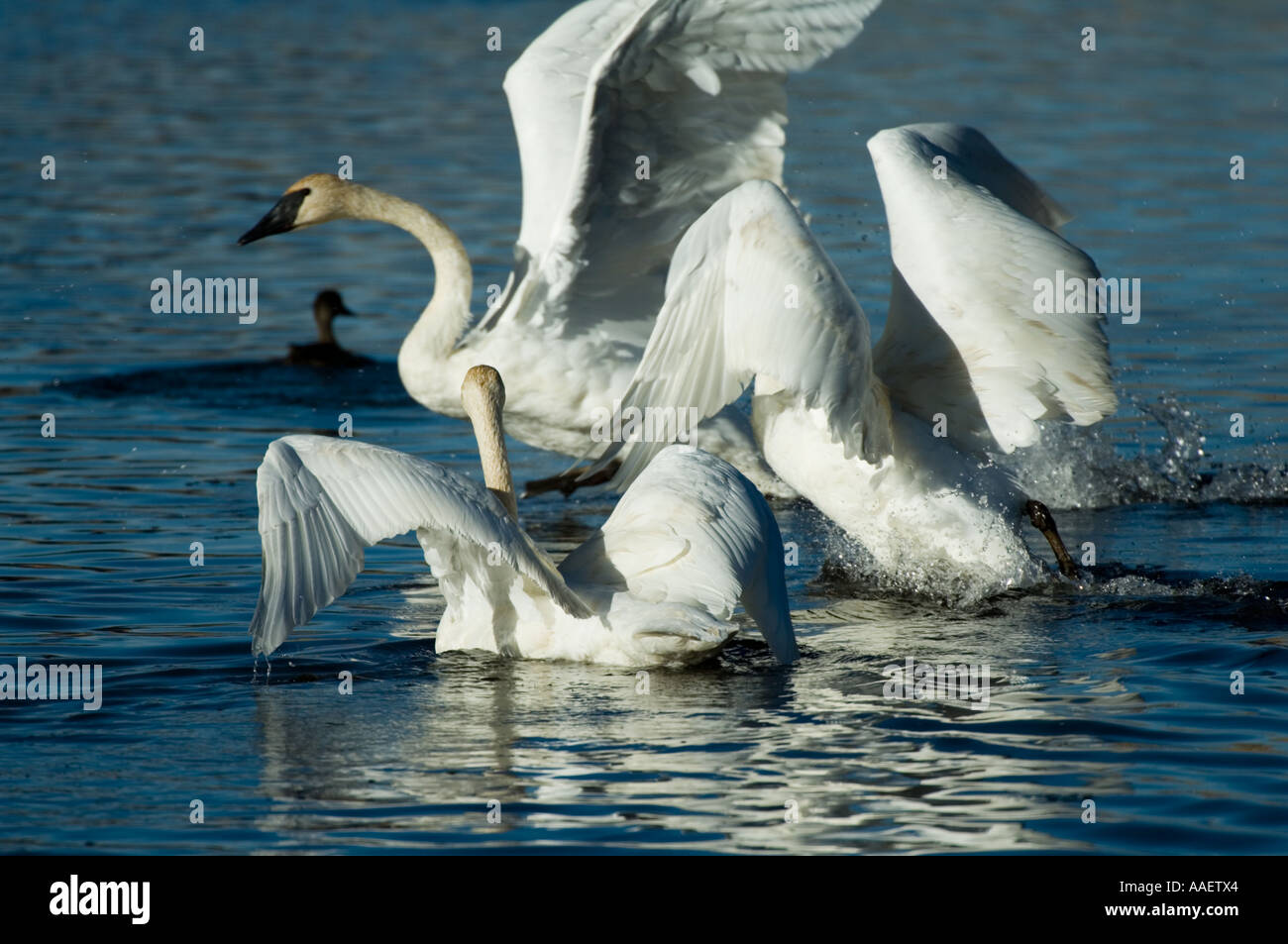 Trumpeter Swan fighting, Cygnus buccinator, Flat Creek north of Jackson ...