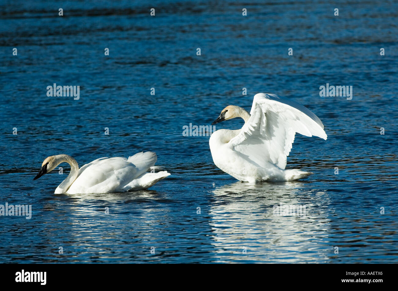 Trumpeter swan plumage hi-res stock photography and images - Alamy