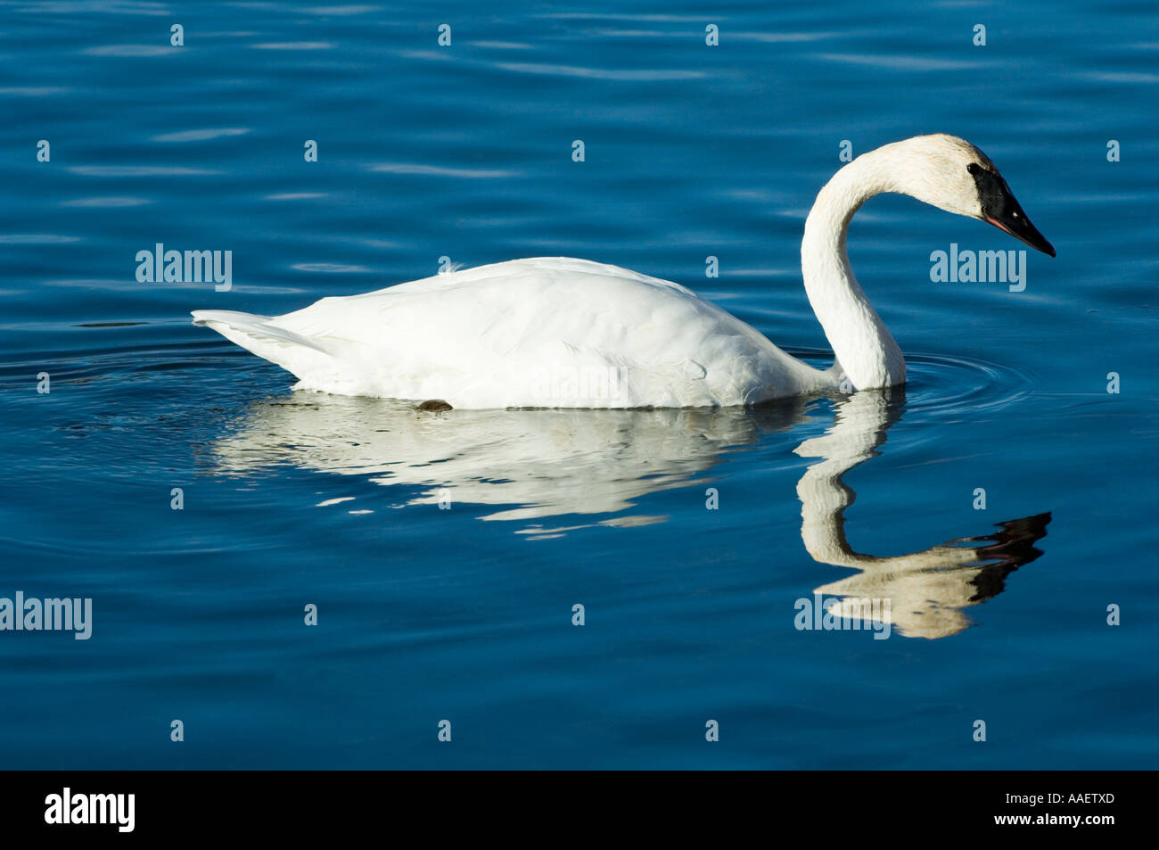 The trumpet of the swan hi-res stock photography and images - Alamy