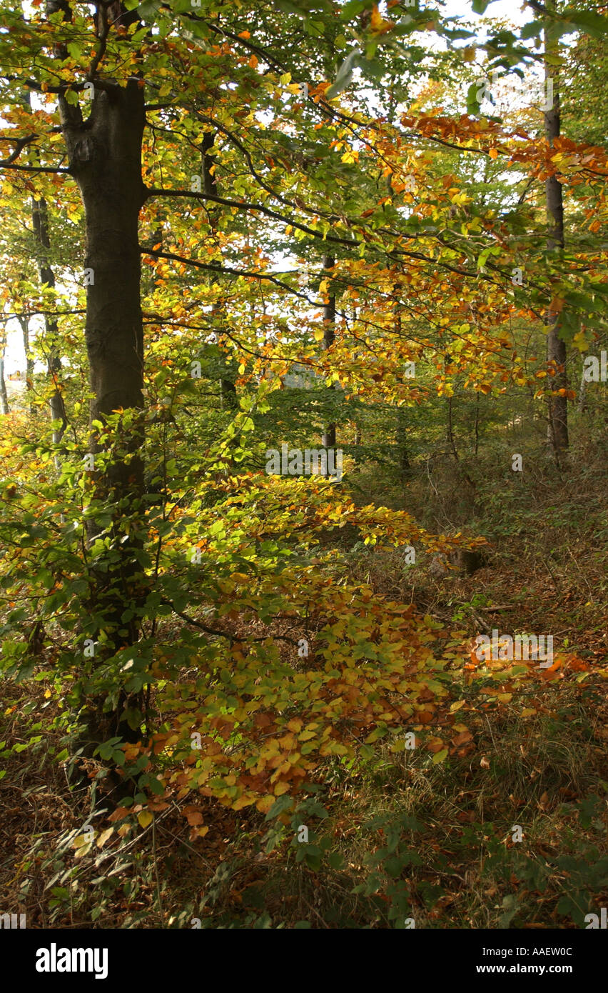 Leaf wood tree autumn brown green nature branch twig forest light shade ...