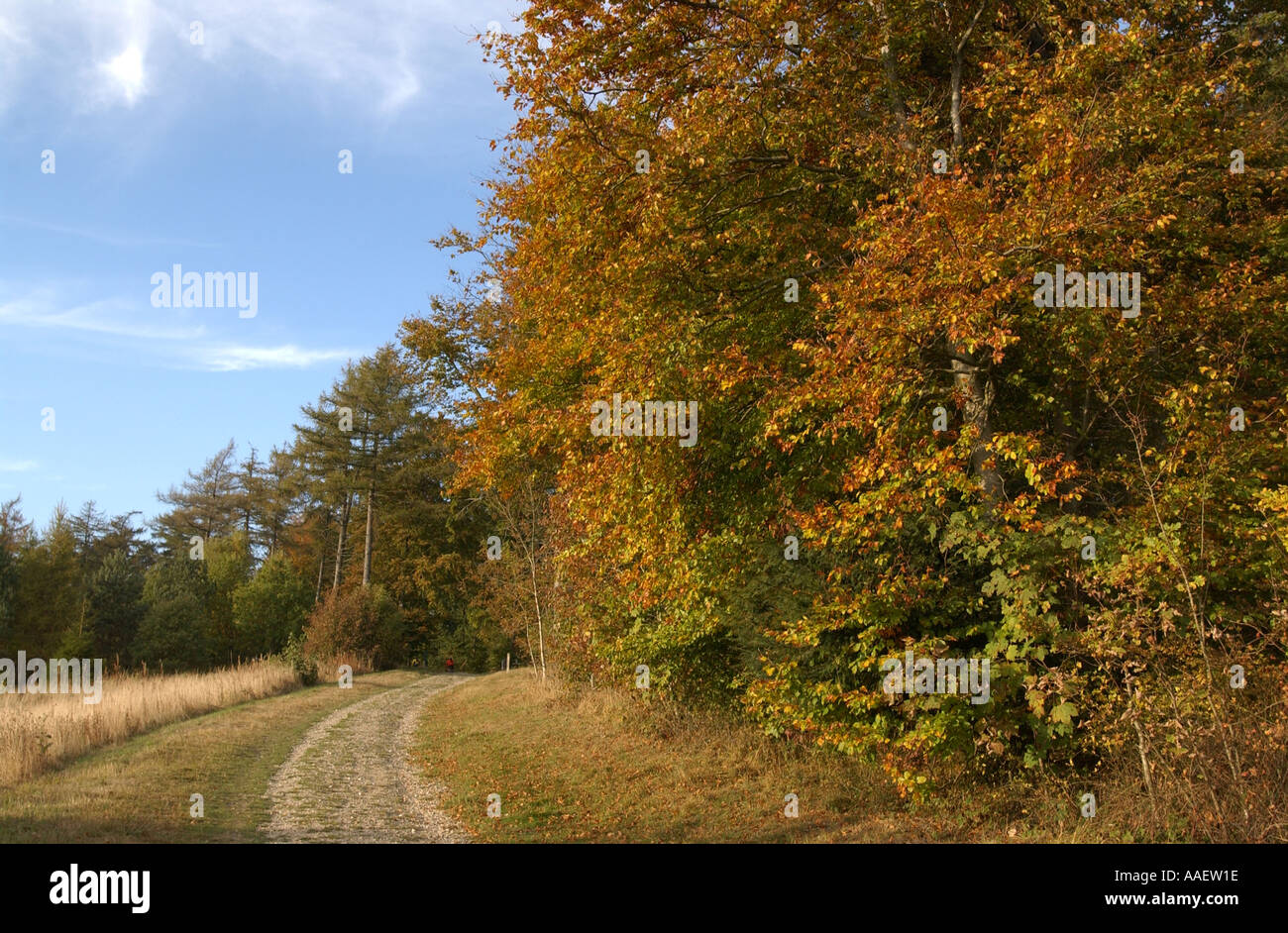 Leaf wood tree autumn brown green nature wood branch twig forest light ...