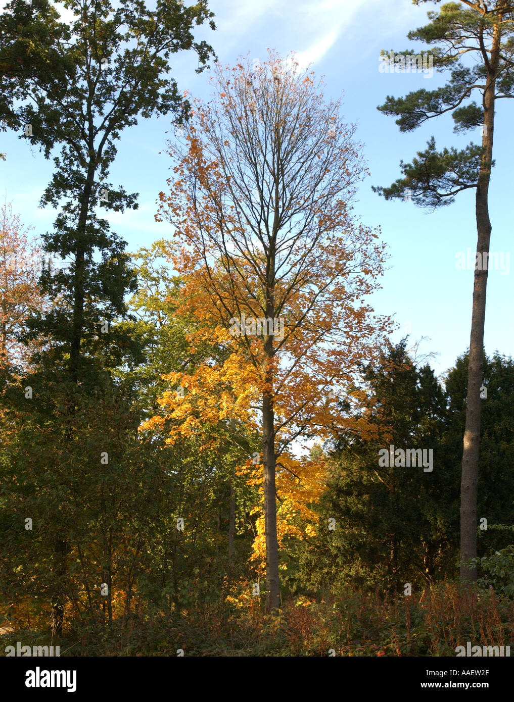 Autumn fall gold golden green nature landscape tree leaf leaves branch ...