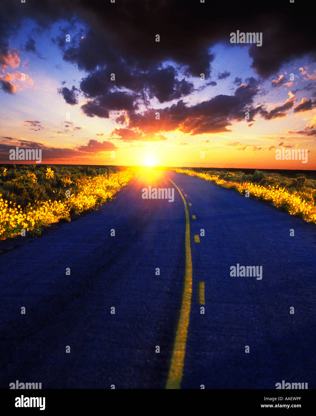open road at sunset with wild flowers Stock Photo - Alamy