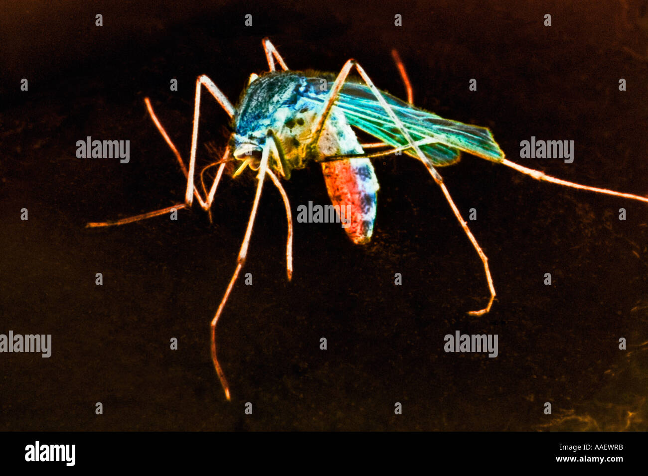 close up female mosquito Stock Photo - Alamy