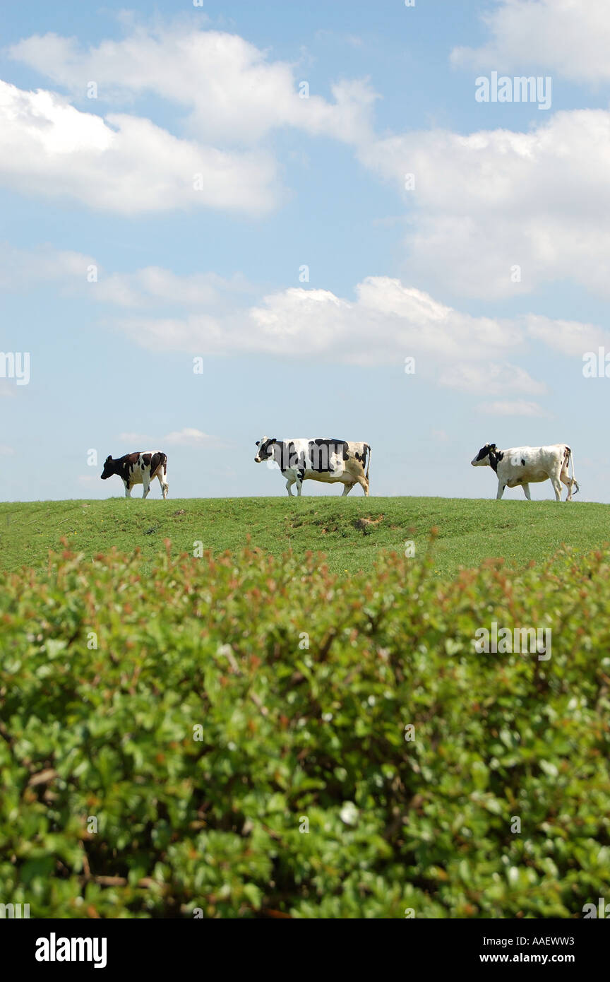 Smelly cows hi-res stock photography and images - Alamy