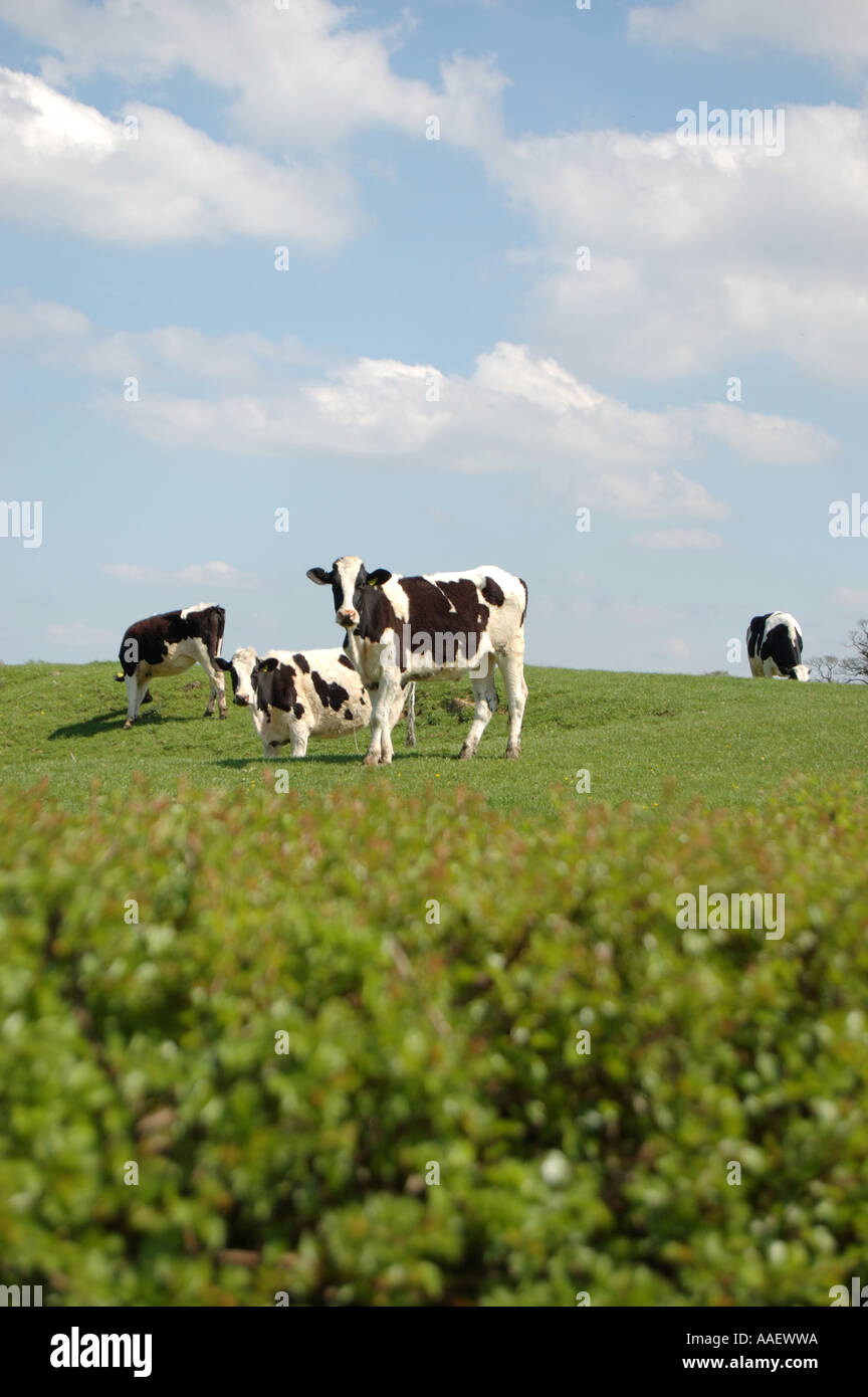 Smelly cows hi-res stock photography and images - Alamy