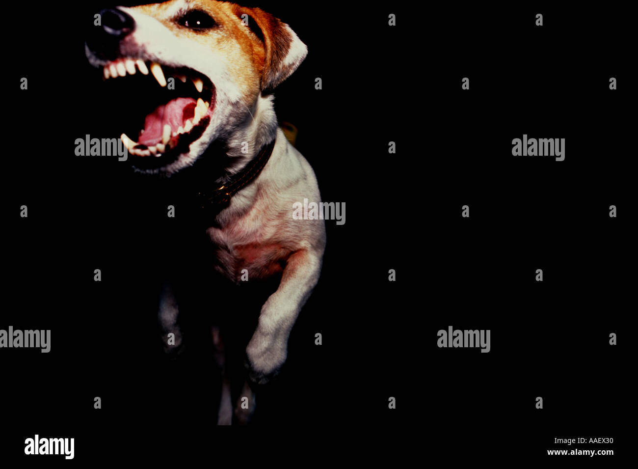 Russell attack hi-res stock photography and images - Alamy