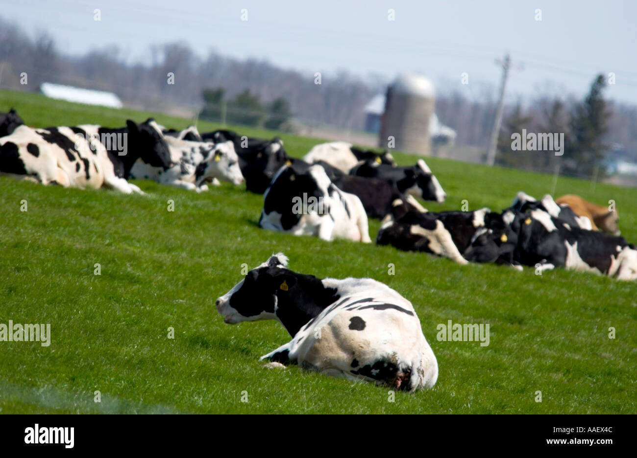 Dairy cows in pasture Stock Photo - Alamy