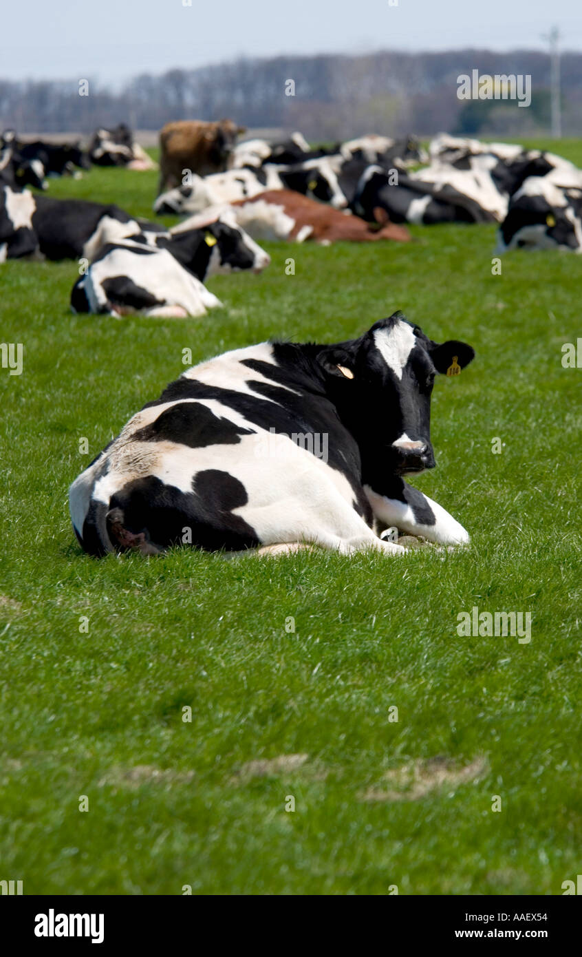 Dairy cows in pasture Stock Photo - Alamy