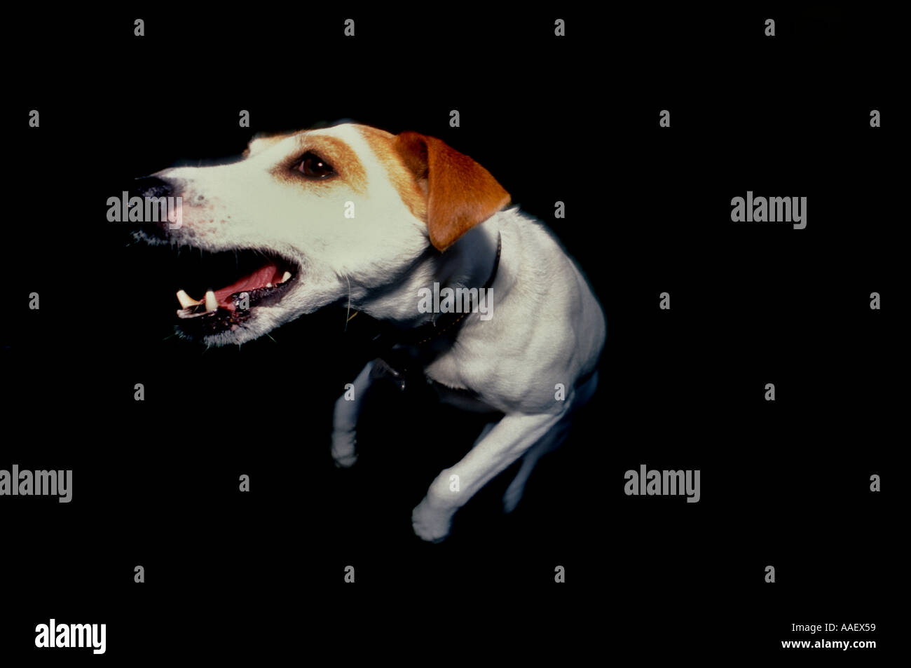 Russell attack hi-res stock photography and images - Alamy