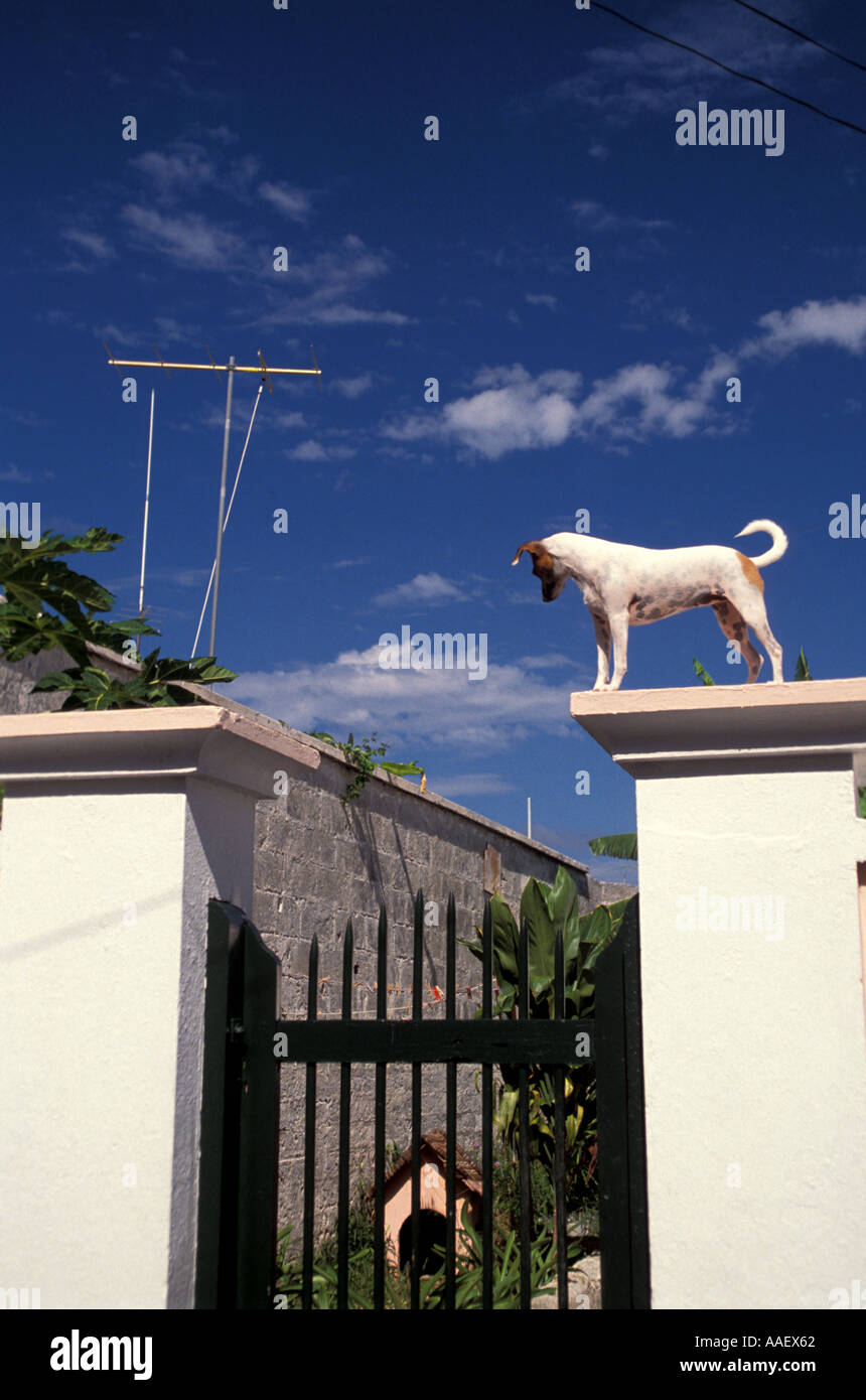 Bermuda dog standing atop fence next to iron gate blue sky Stock Photo ...