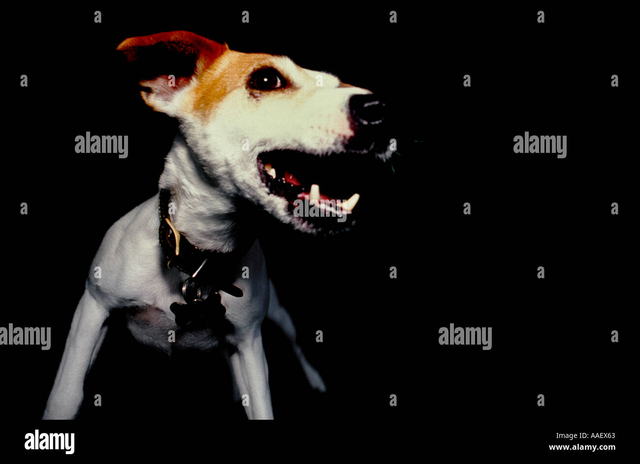 Russell attack hi-res stock photography and images - Alamy