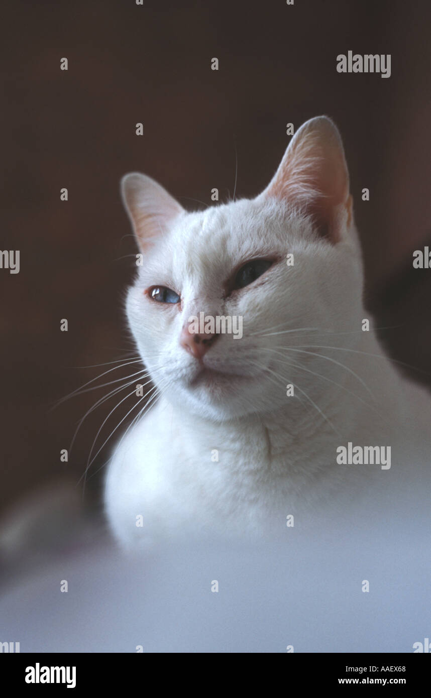 Female Foreign White Siamese cat Stock Photo - Alamy