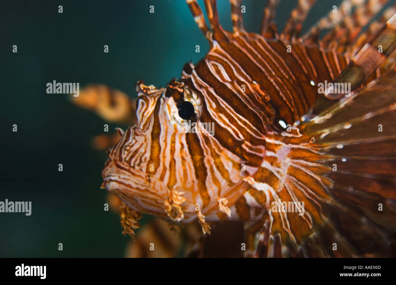 Lion fish saltwater Stock Photo - Alamy