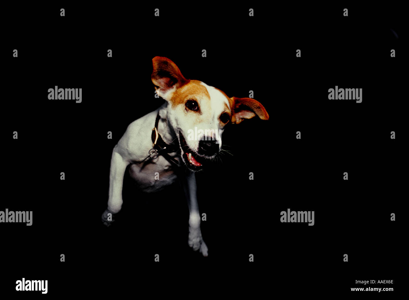 Flying jack russell hi-res stock photography and images - Alamy