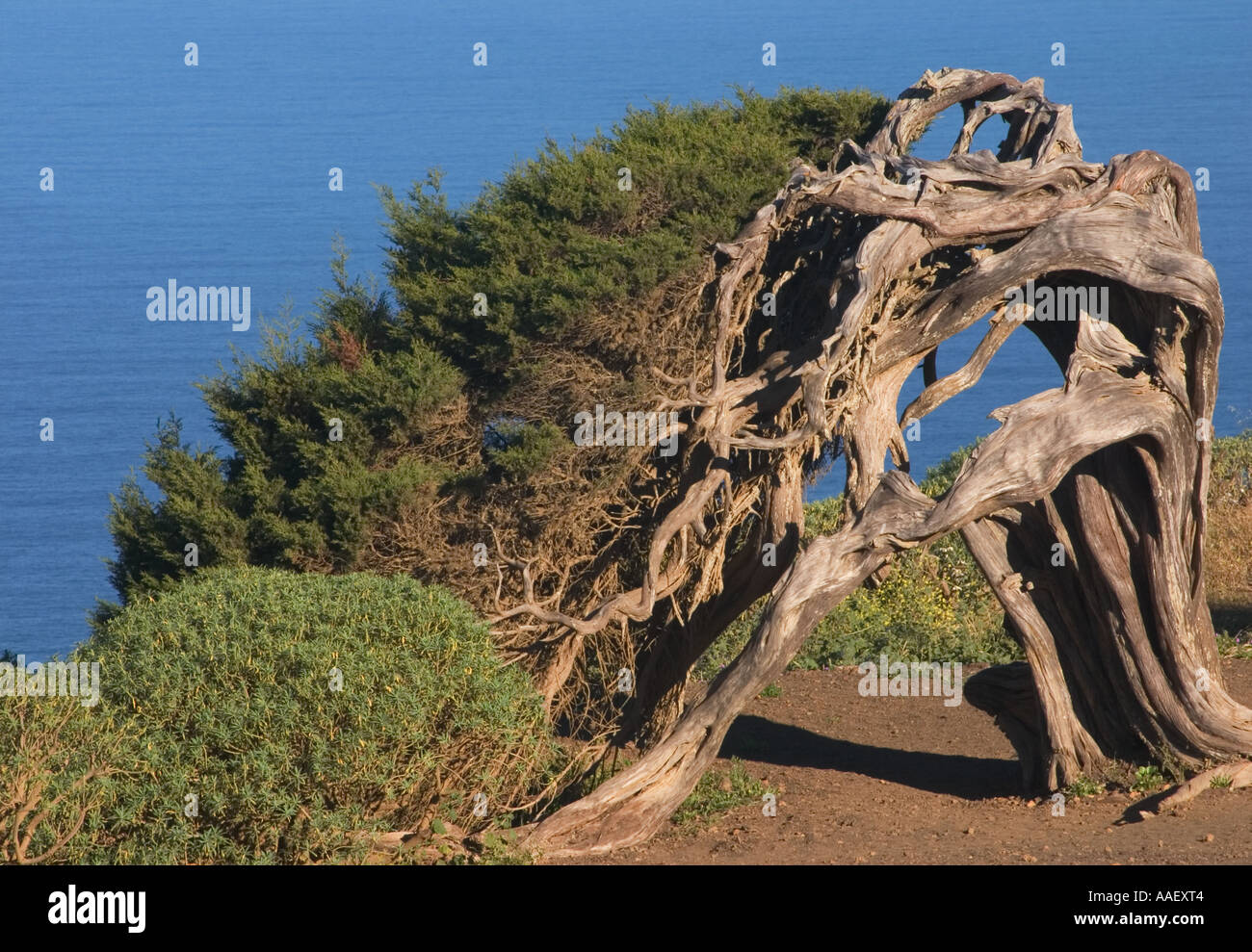 The famous wind twisted Juniper trees - juniperus turbinata canariensis ...