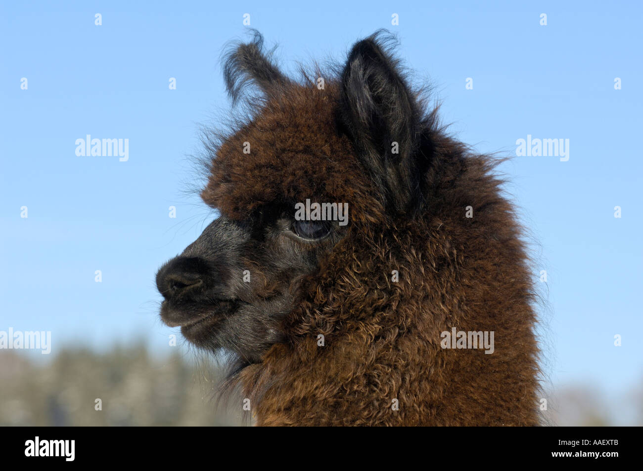 Alpaca Lama pacos, Domestic animal originating from the Anden mountains ...