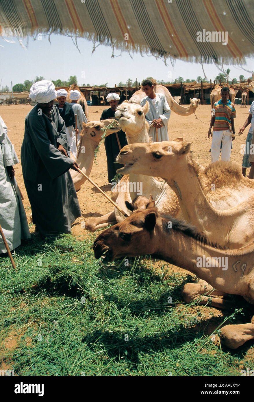 Group of camels being tended by keeper at camel market in upper Egypt ...