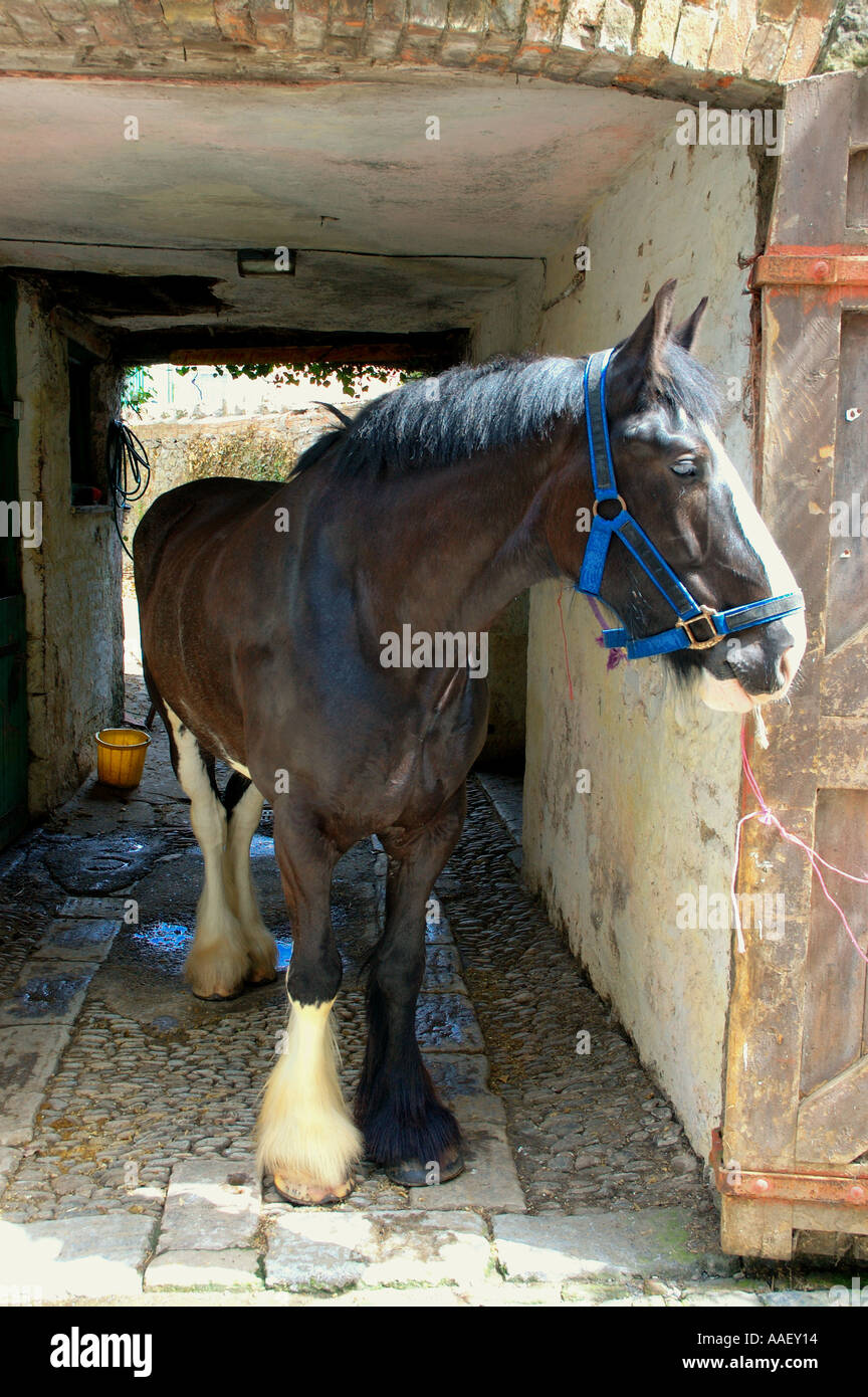 Horse in Stable Stock Photo - Alamy