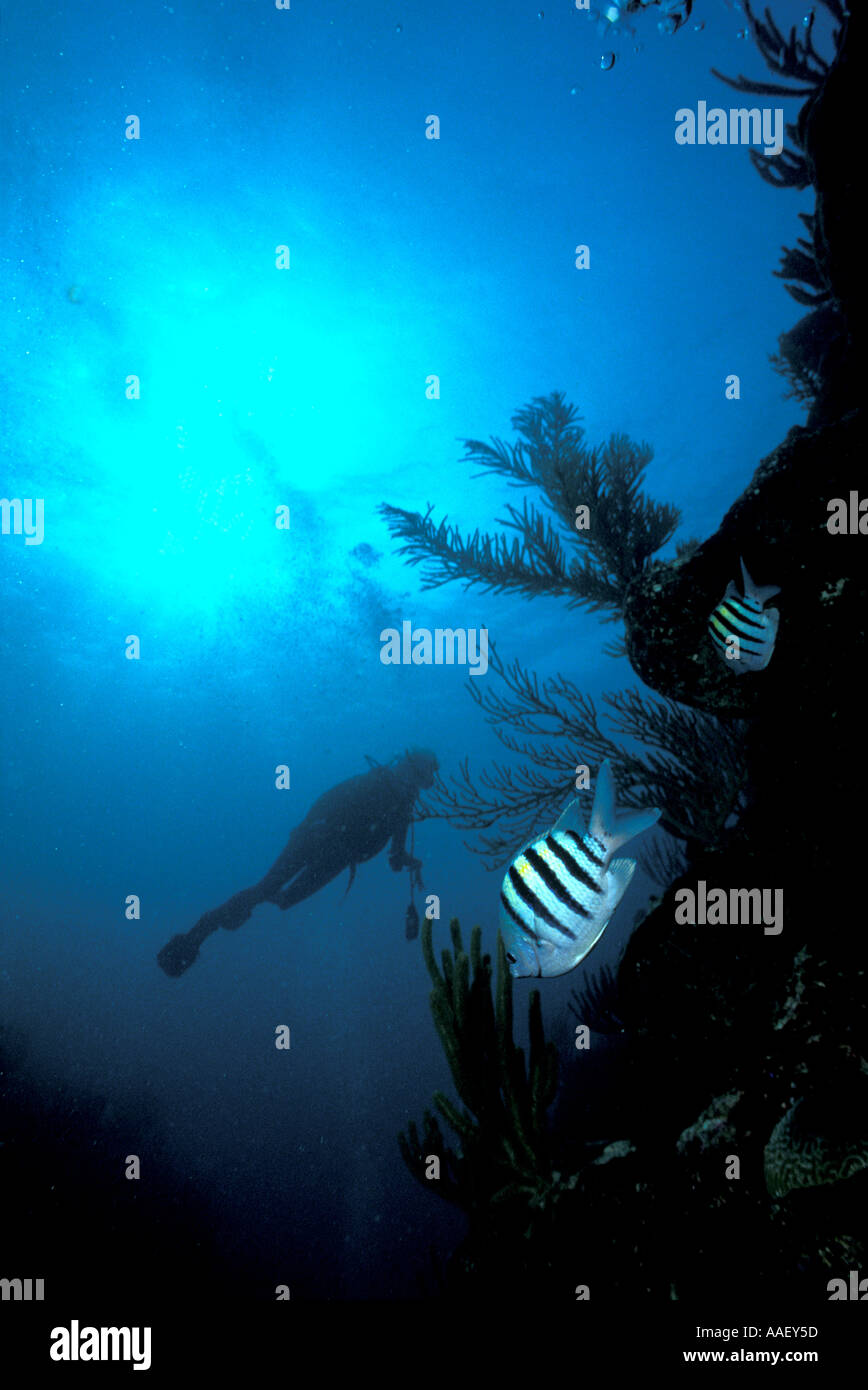 Bermuda scuba diving silhouette behind coral wall looking toward the ...