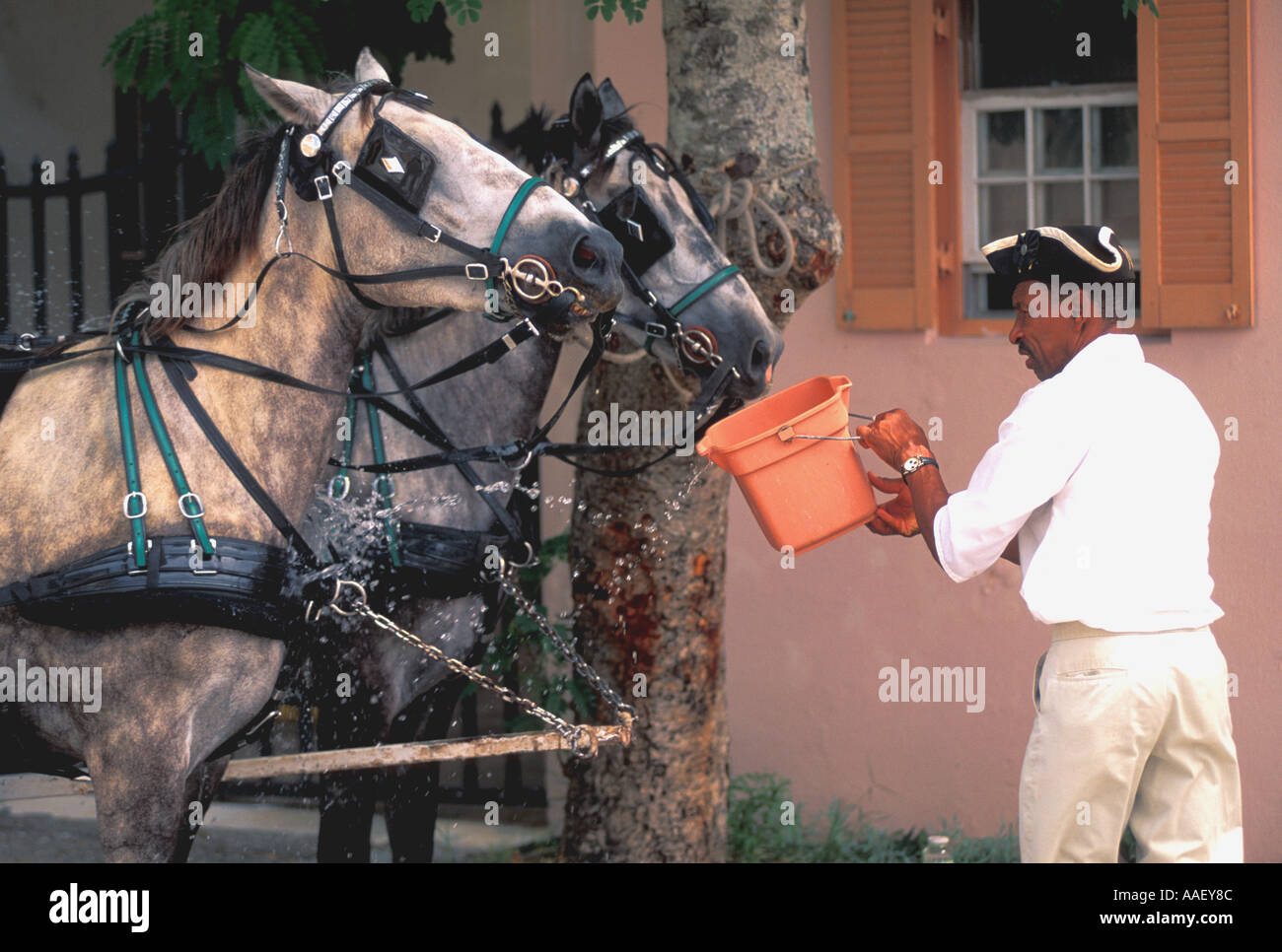 Watering Horses High Resolution Stock Photography and Images - Alamy