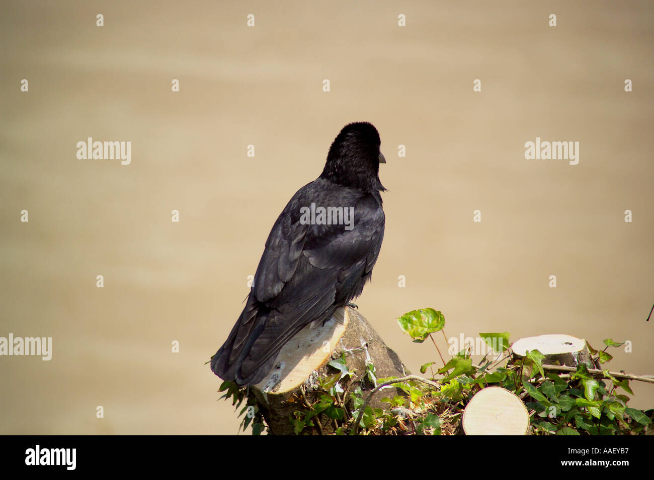 Raven tree hi-res stock photography and images - Alamy
