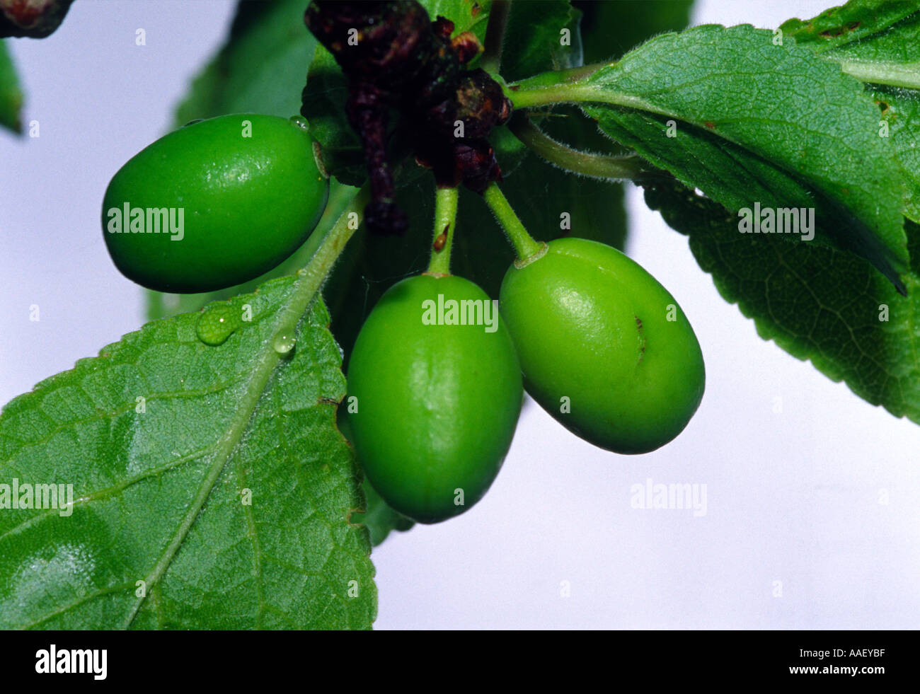 Green gage tree hi-res stock photography and images - Alamy