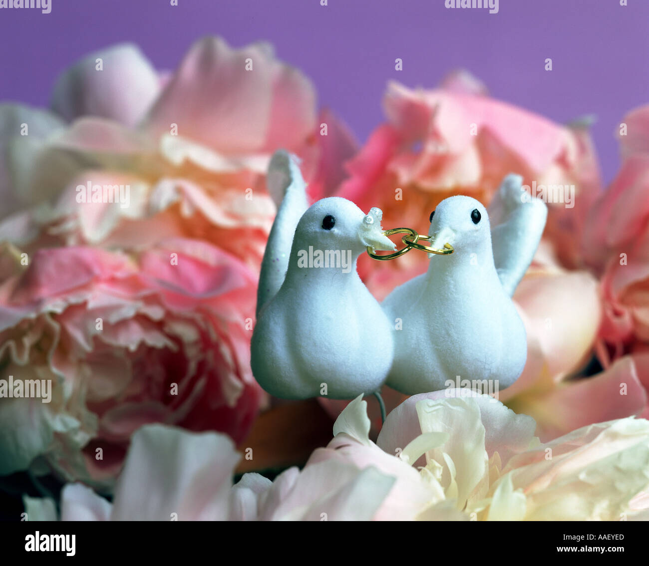two white doves holding two rings in their beaks Stock Photo - Alamy