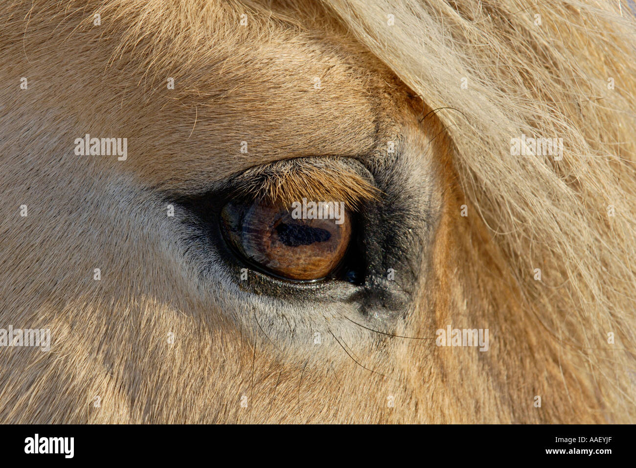 Eye of a Norwegian horse Stock Photo - Alamy