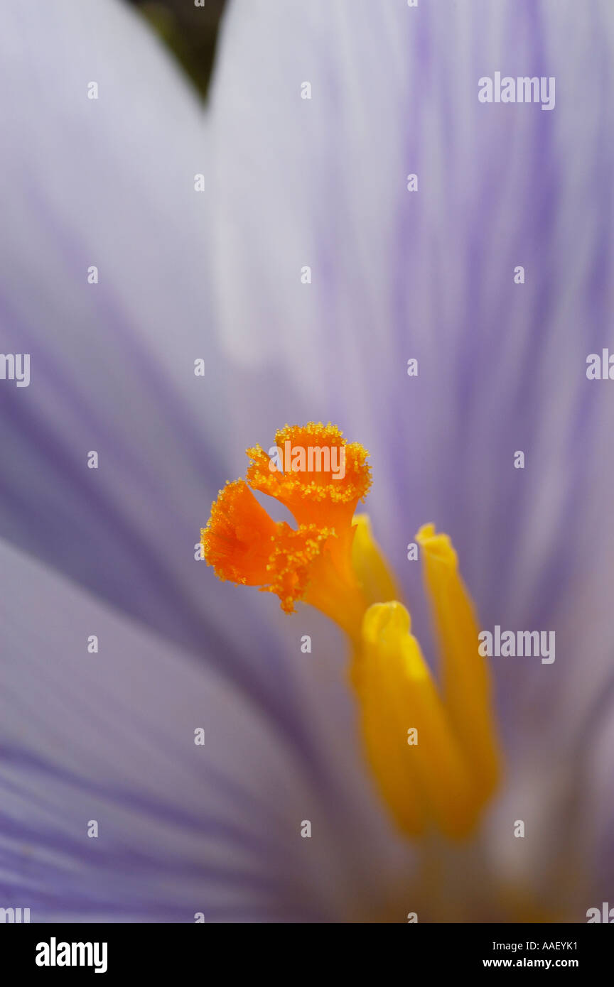 Details of a lilac crocus bloom Stock Photo - Alamy