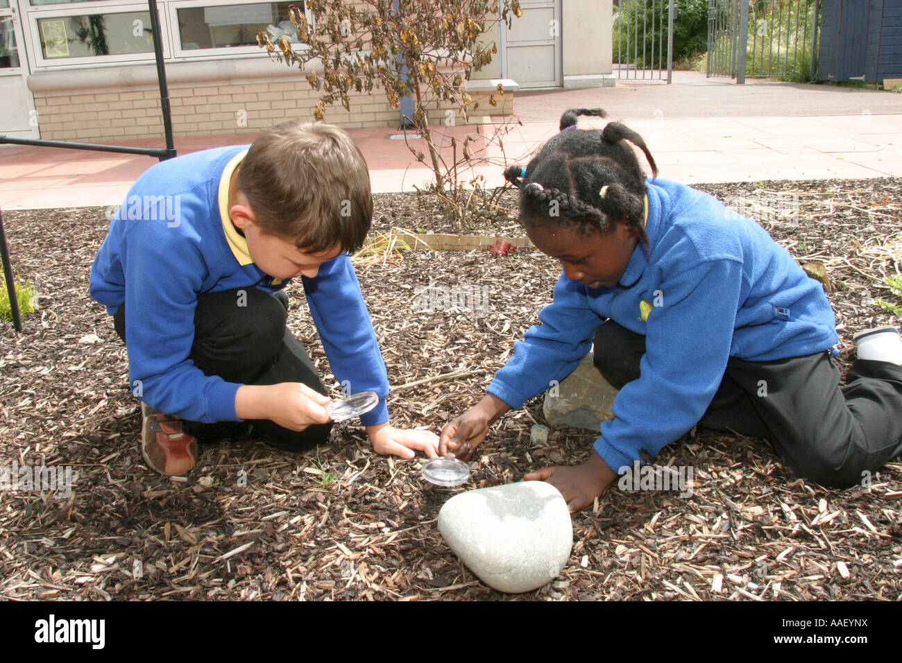 Primary School children in nature study activities Stock Photo - Alamy