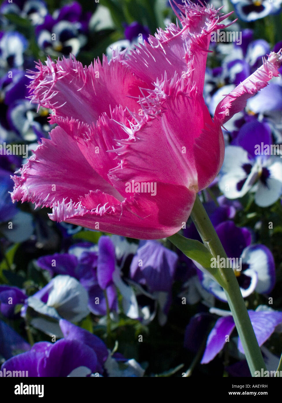 Frilly tulip flower with pansies Stock Photo - Alamy