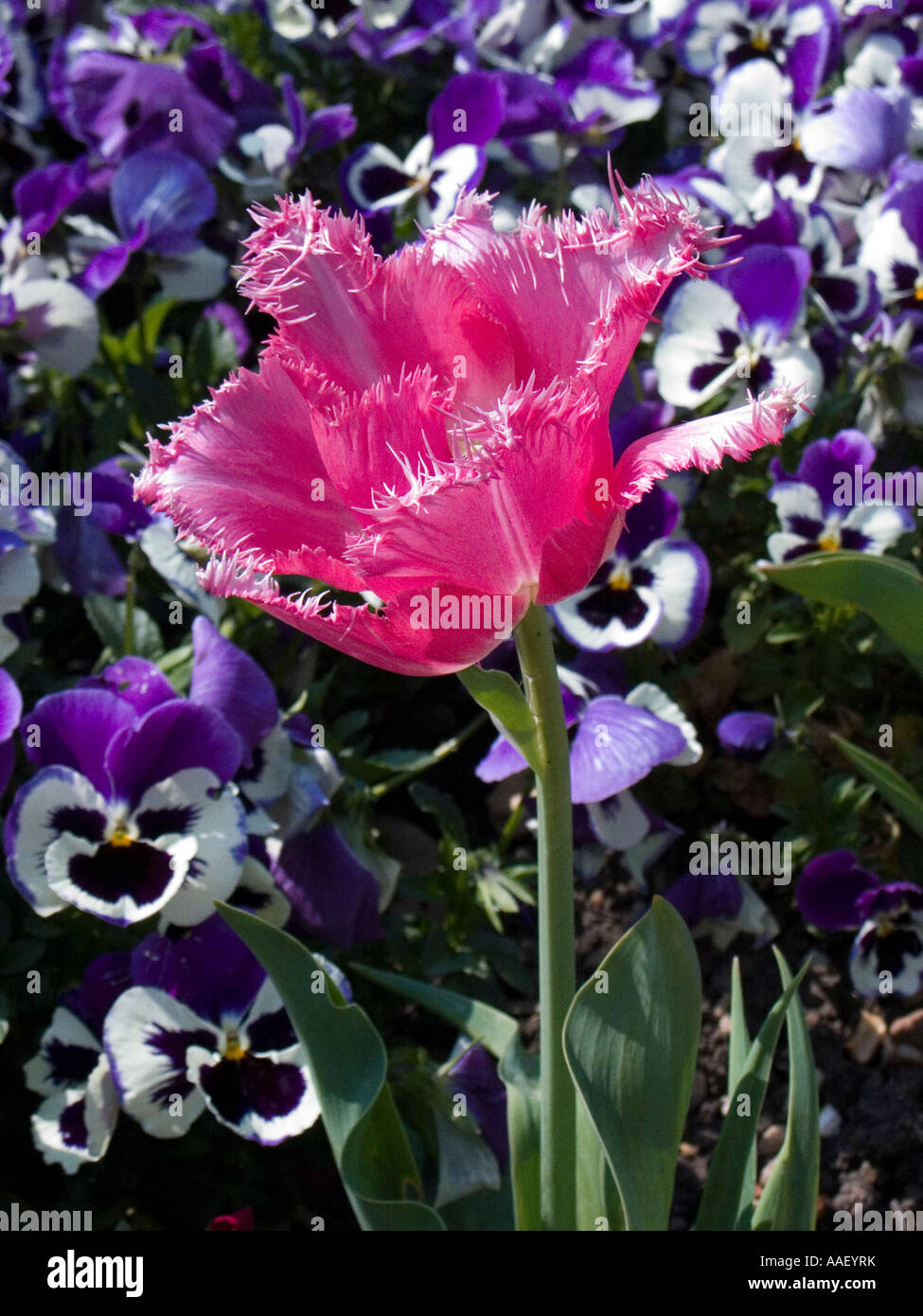 Frilly tulip flower with pansies Stock Photo - Alamy