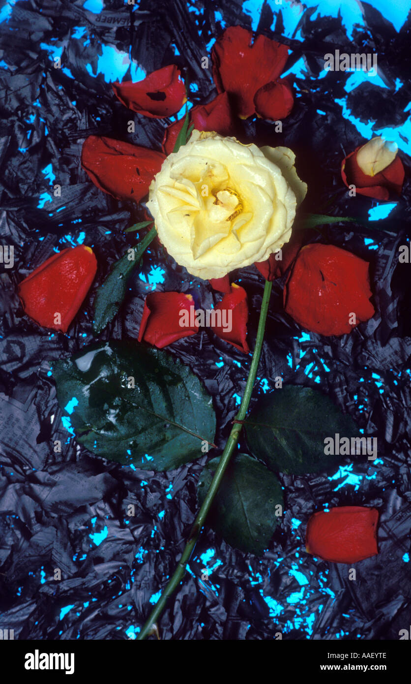 alone rose in ashes, red, white rose, abstract loneliness Stock Photo ...