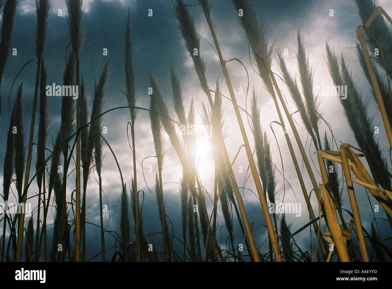 Bull Rushes High Resolution Stock Photography and Images - Alamy