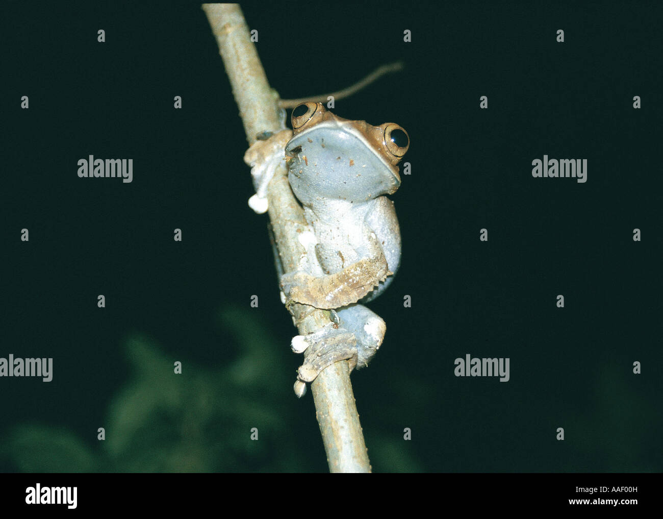 White tree frog climbing vertical branch Ranomafana National Park Central Madagascar Stock Photo ...