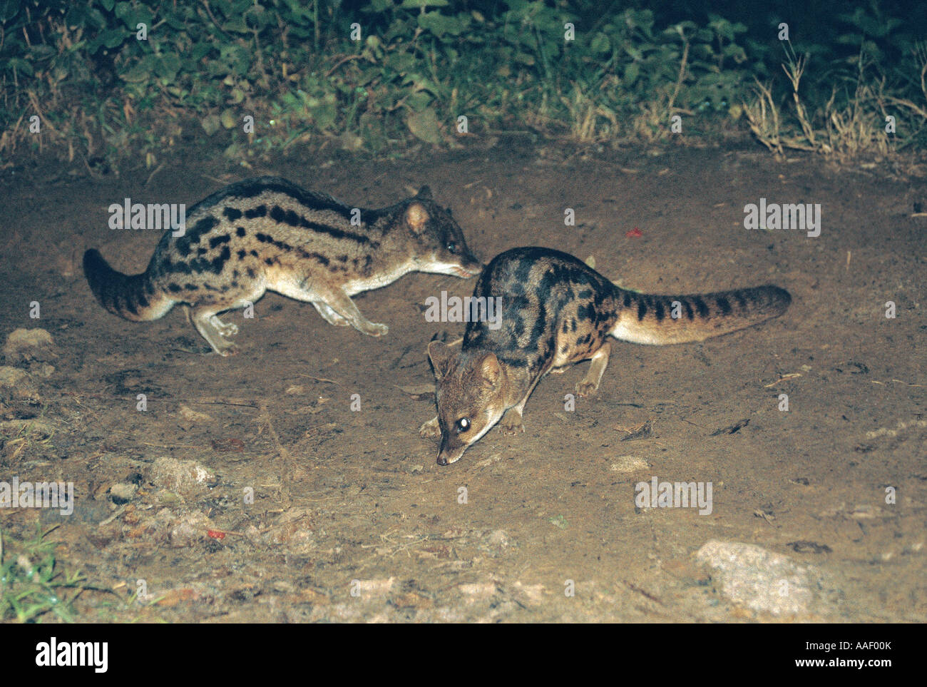 Fossana hi-res stock photography and images - Alamy