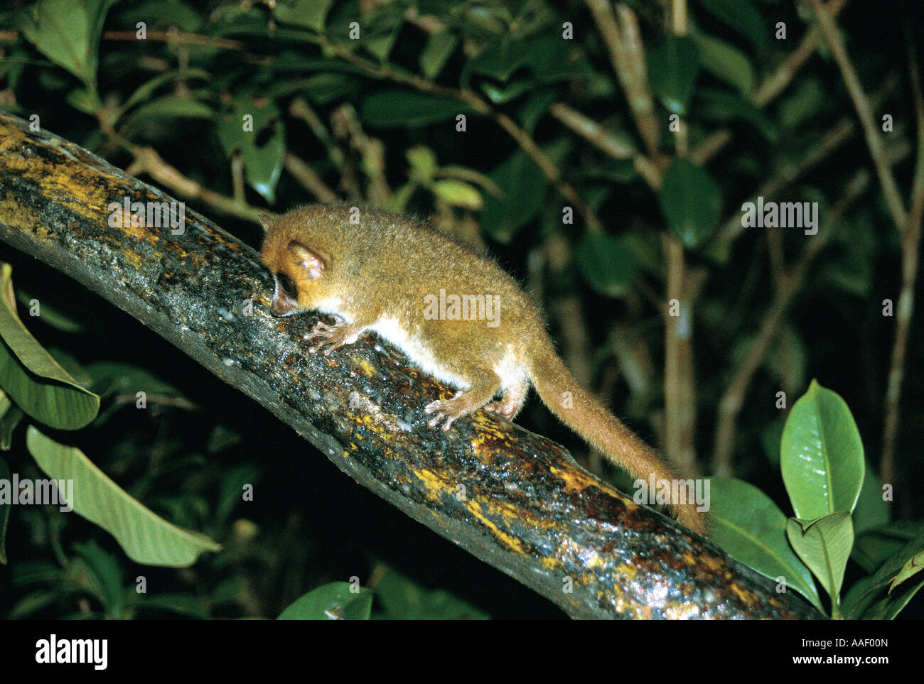Mouse lemur hi-res stock photography and images - Alamy