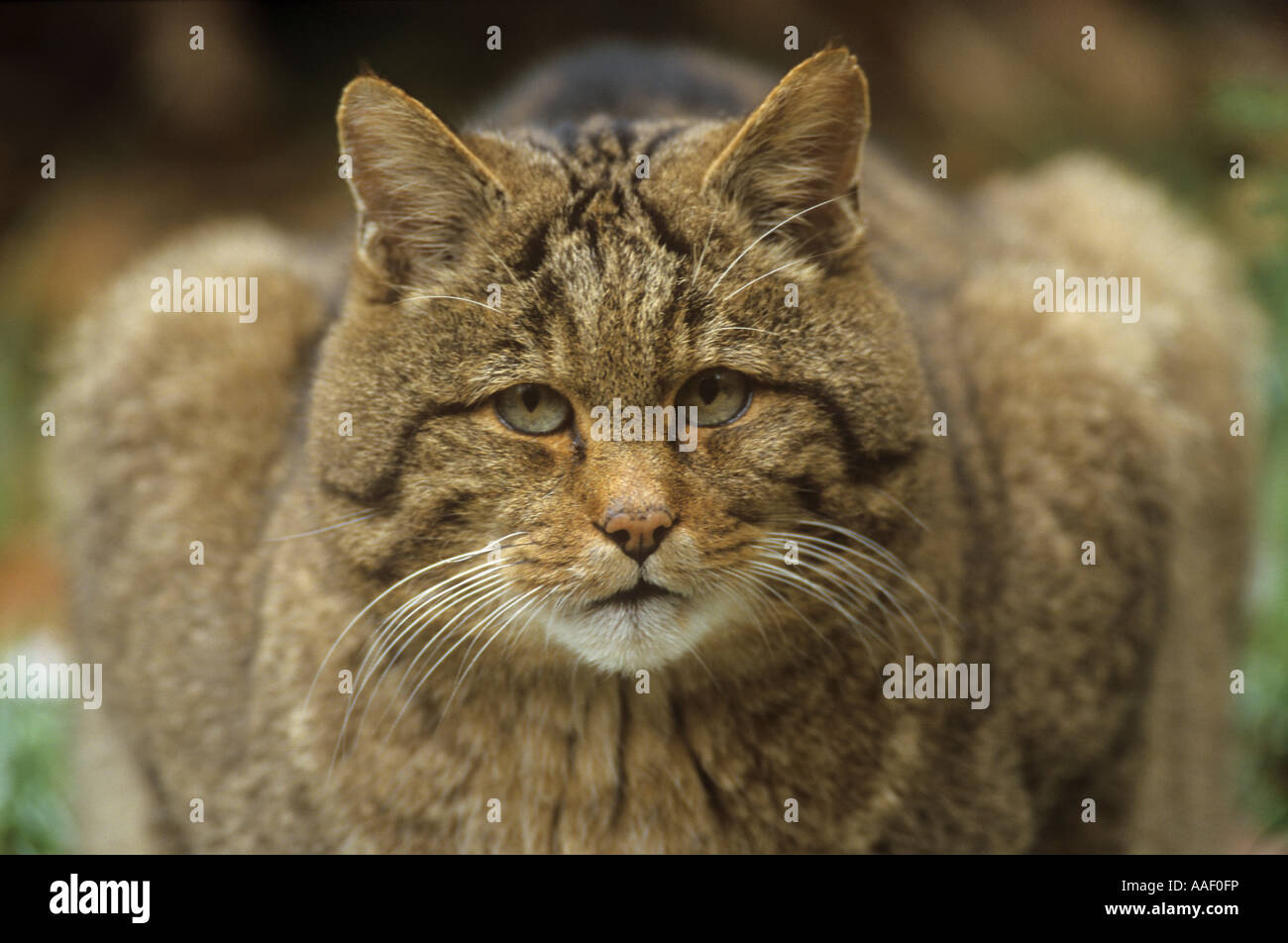 European Wild Cat (Felis silvestris), portrait of adult Stock Photo - Alamy
